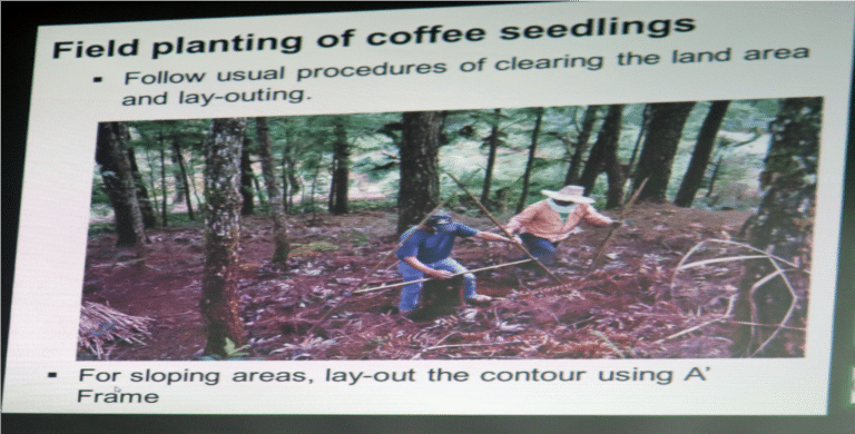 How to plant Arabica coffee - Agnep Heritage Farms