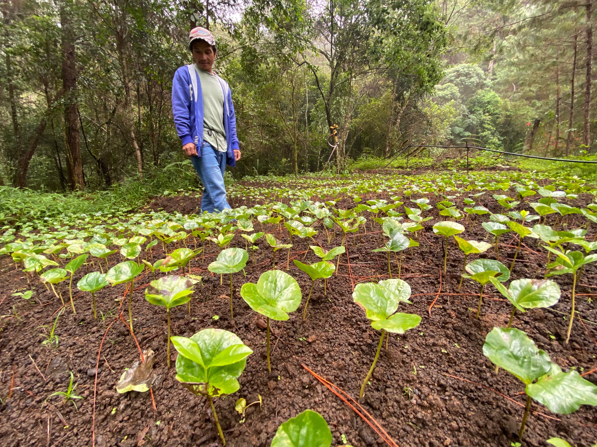 Benguet Arabica is listed in Ark of Taste - Agnep Heritage Farms