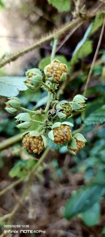 15 edible wild fruits of Benguet identified in our coffee farm - Agnep ...