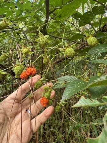 15 edible wild fruits of Benguet identified in our coffee farm - Agnep ...